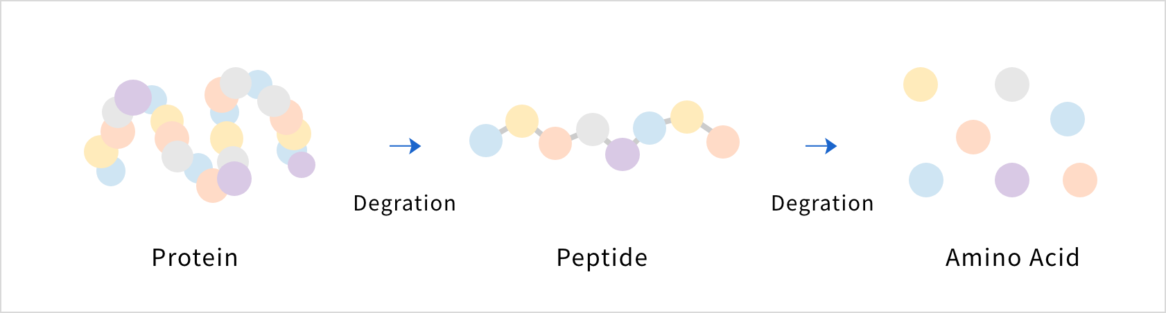 Evolution of Peptide Drugs｜PEPTIDREAM INC ペプチドリーム株式会社